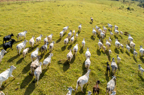 Manejo Racional de Bovinos e bem estar animal - Senar-Rio